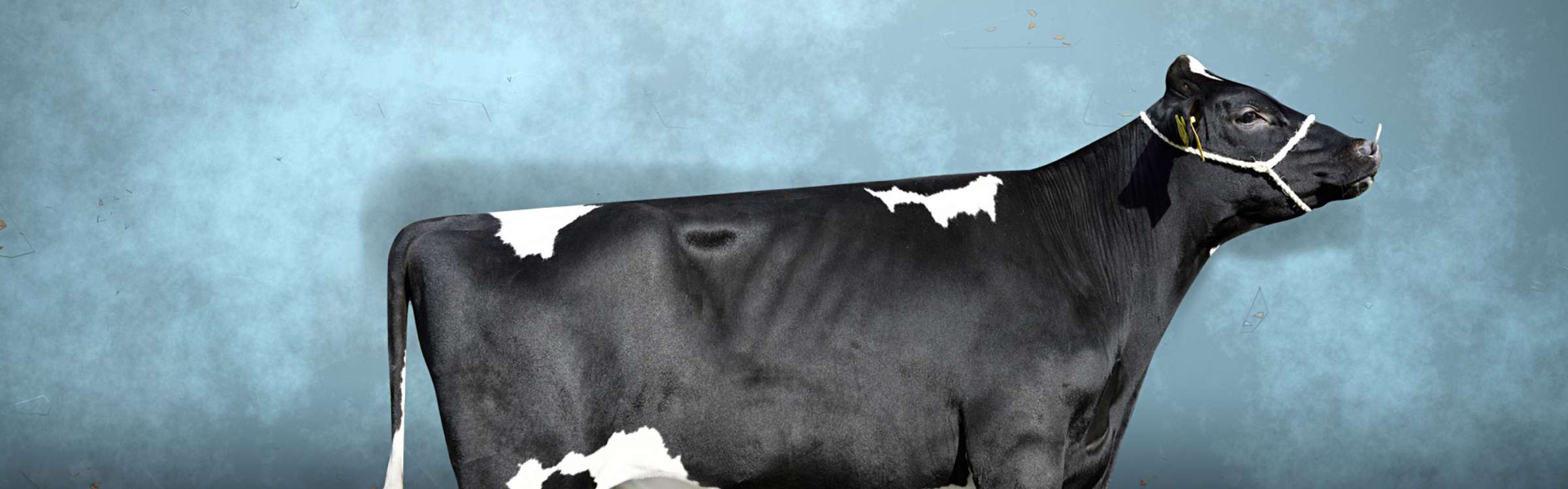 Črno-bela pasma - GPZ